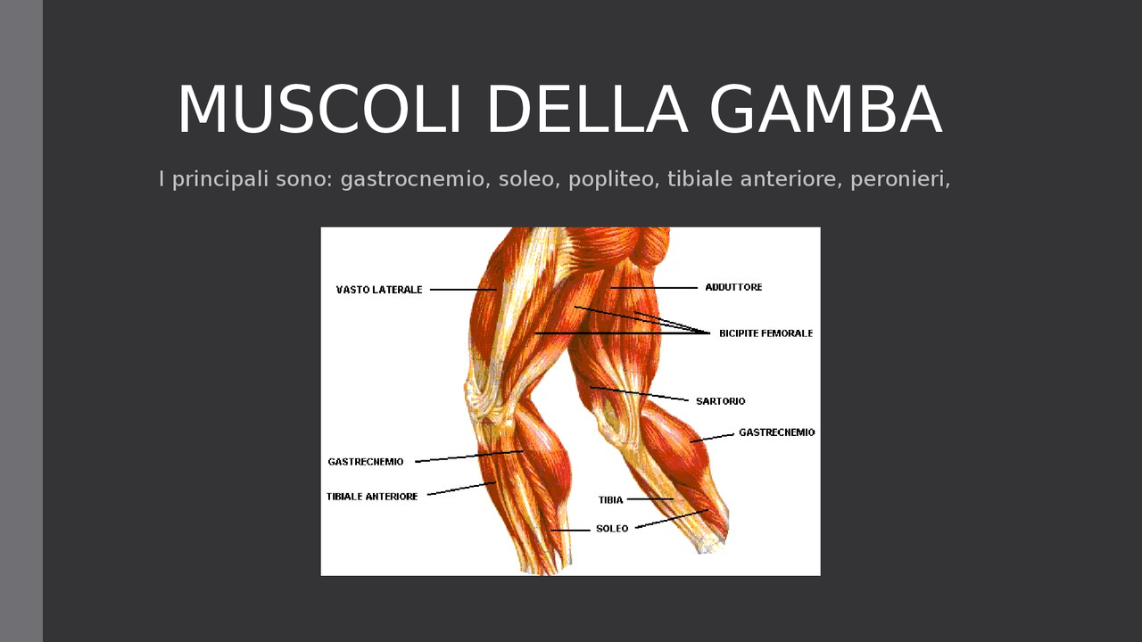 Muscoli della gamba - Docsity