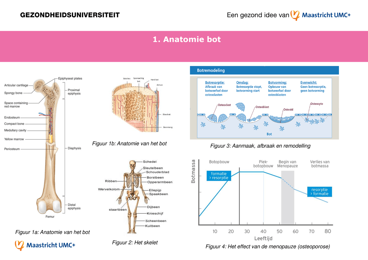 Anatomie van het bot | Maastricht UMC + - Docsity