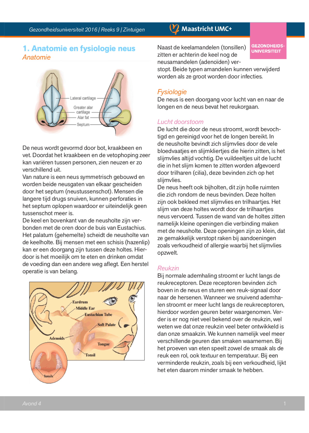 Anatomie en fysiologie van de neus | Maastricht UMC + - Docsity