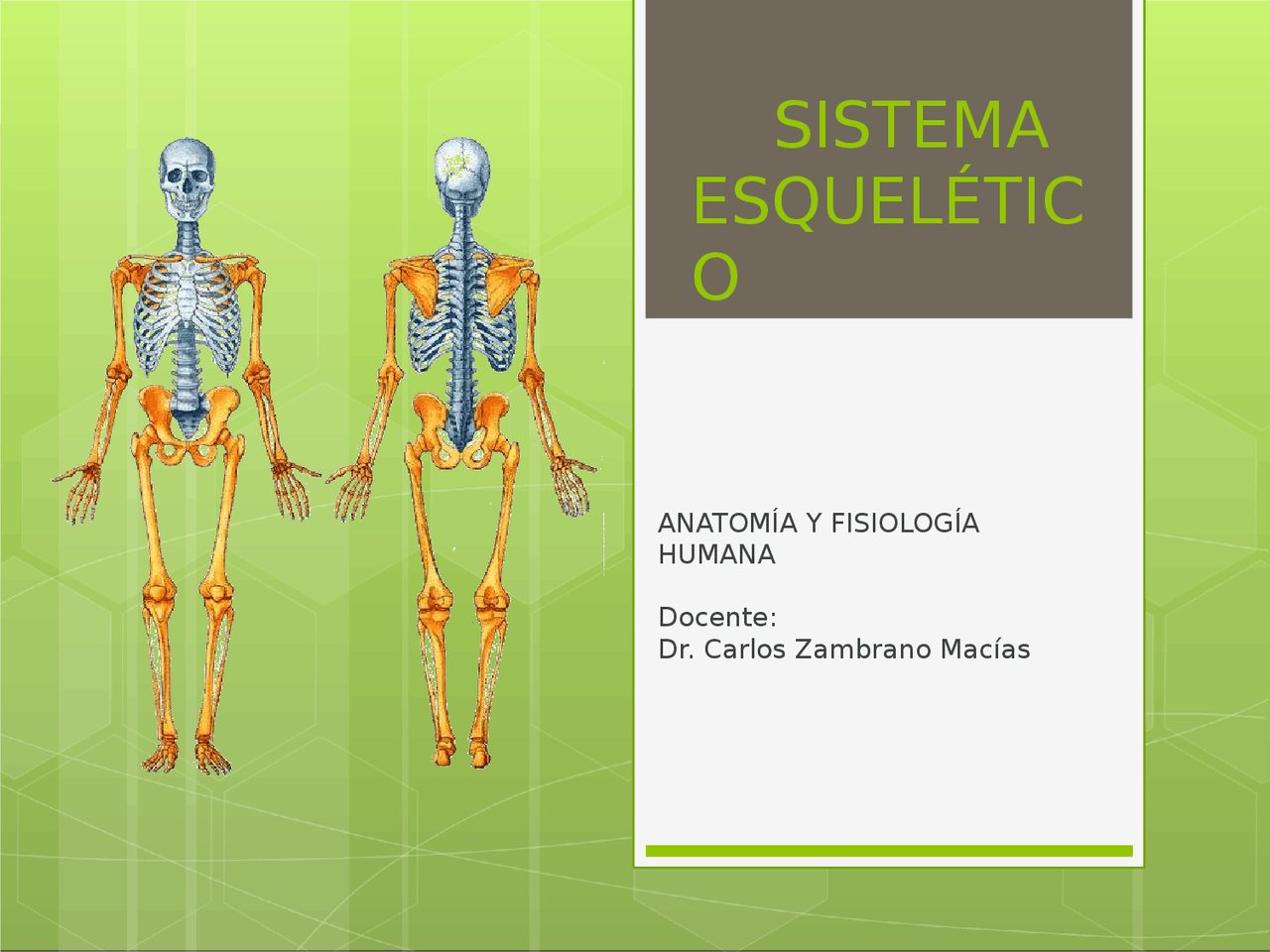 Anatomía Sistema Esquelético Docsity