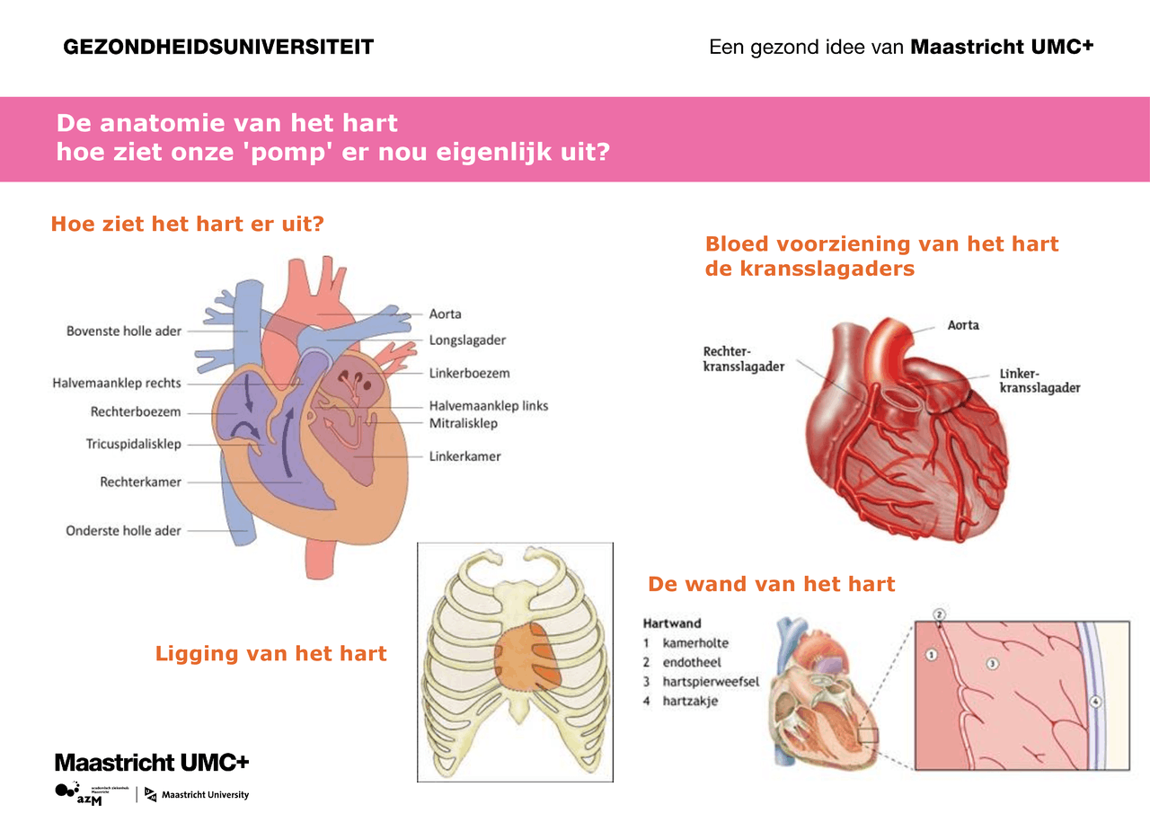 De anatomie van het hart: hoe ziet onze 'pomp' er nou eigenlijk uit ...