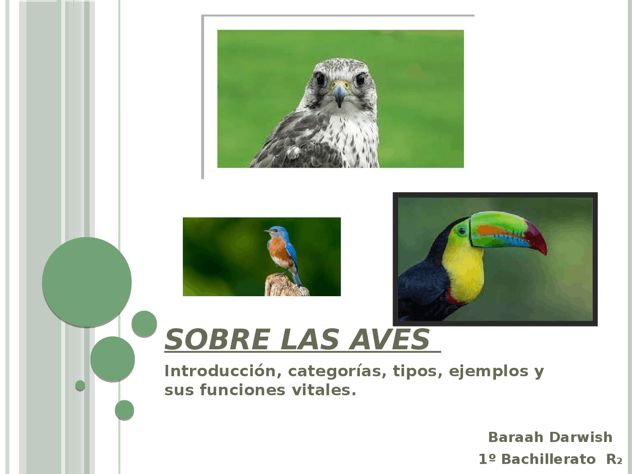 Presentación sobre las aves - Docsity