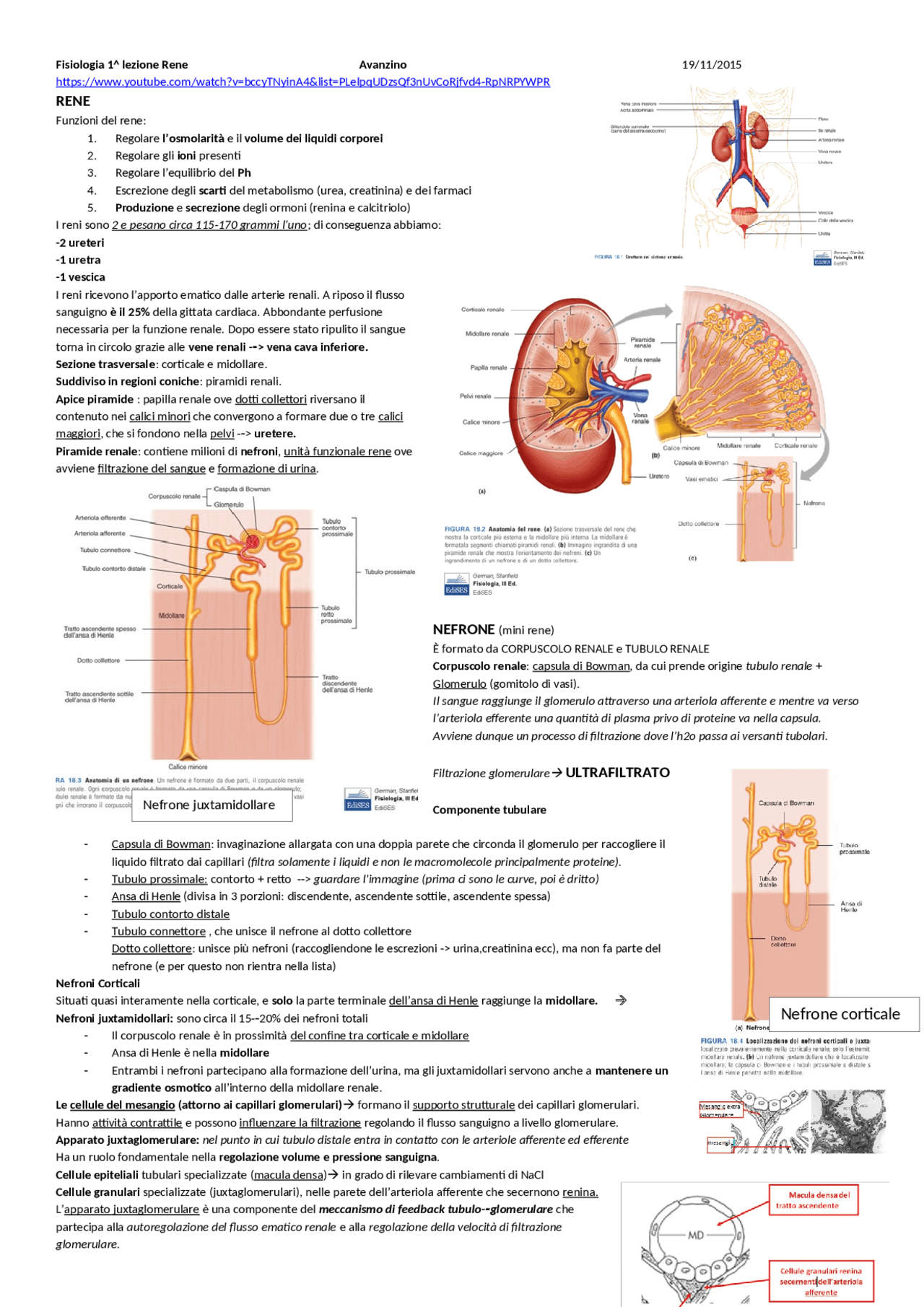 Fisiologia il Rene parte 1 - Docsity