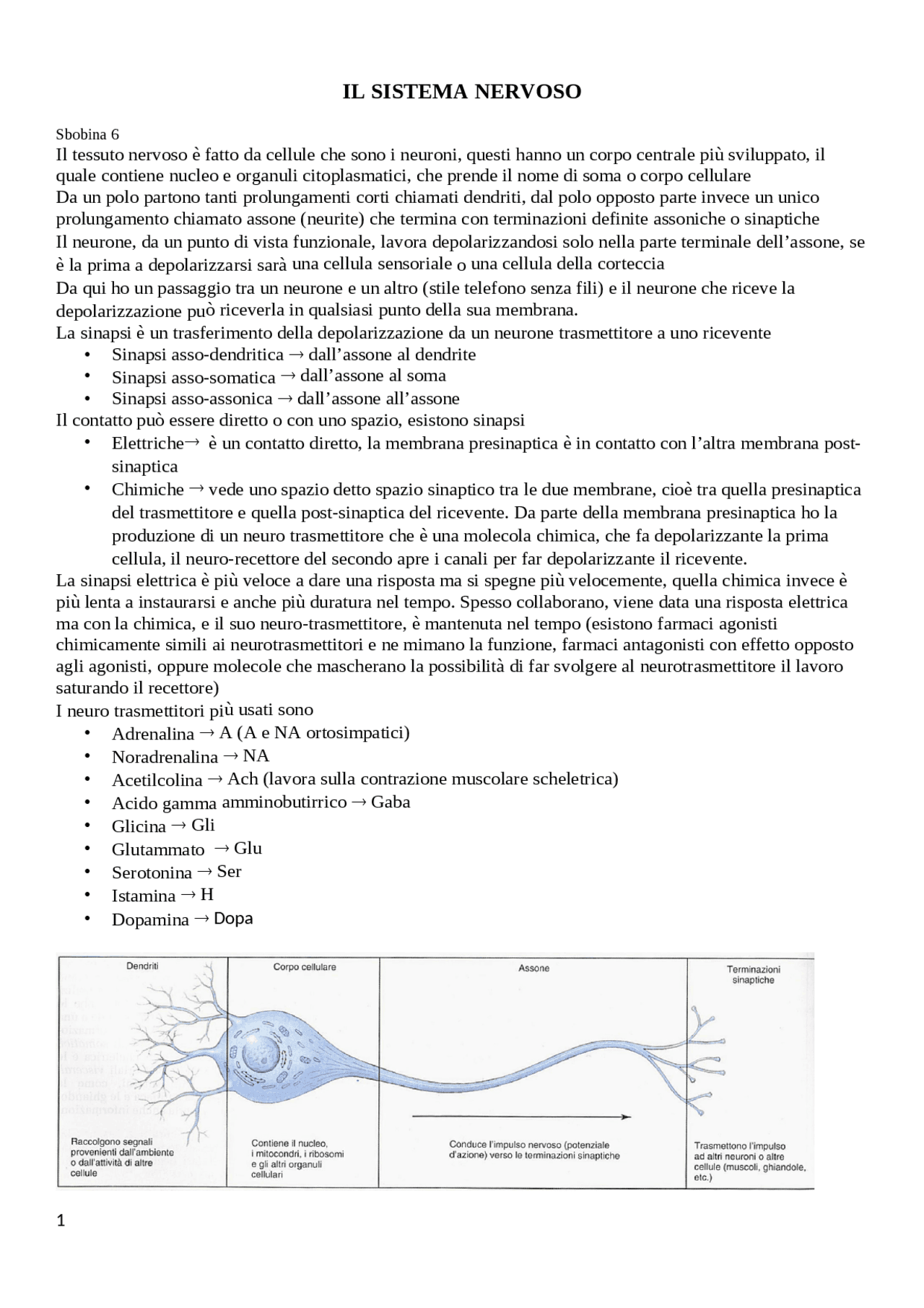 Sistema Nervoso Anatomia Dispense Di Anatomia Docsity