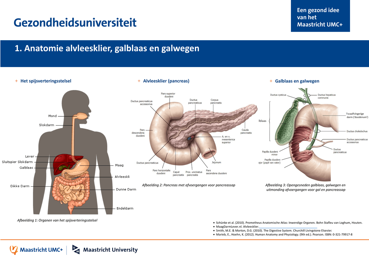 Geneeskunde: anatomie van alvleesklier, galblaas en galwegen - Docsity