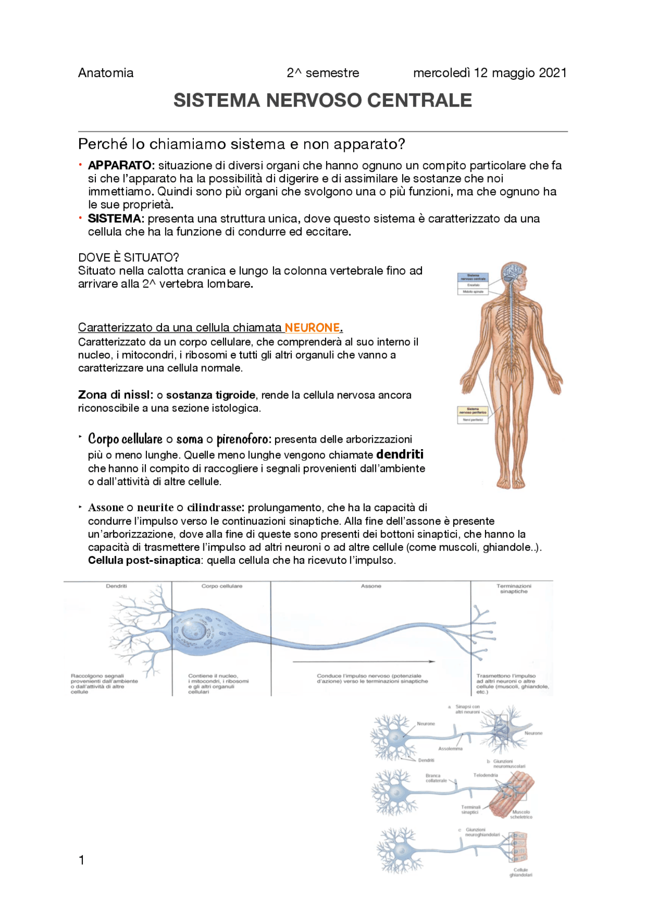 Sistema Nervoso Parte Introduttiva Docsity