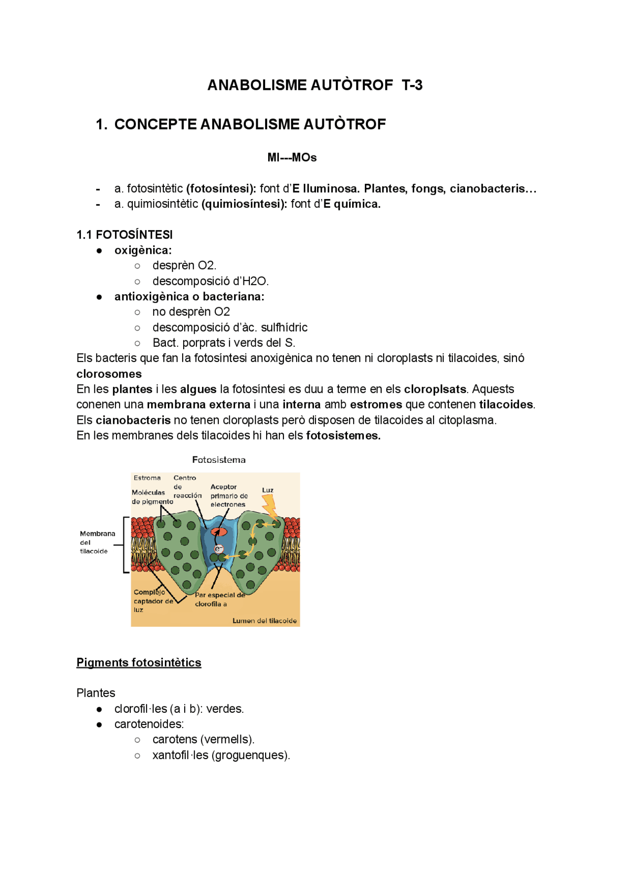 Anabolisme Autòtrof 2n Batxillerat Resúmenes Biología Docsity