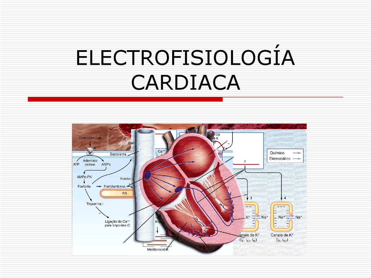 Electrofisiología Cardiaca Docsity
