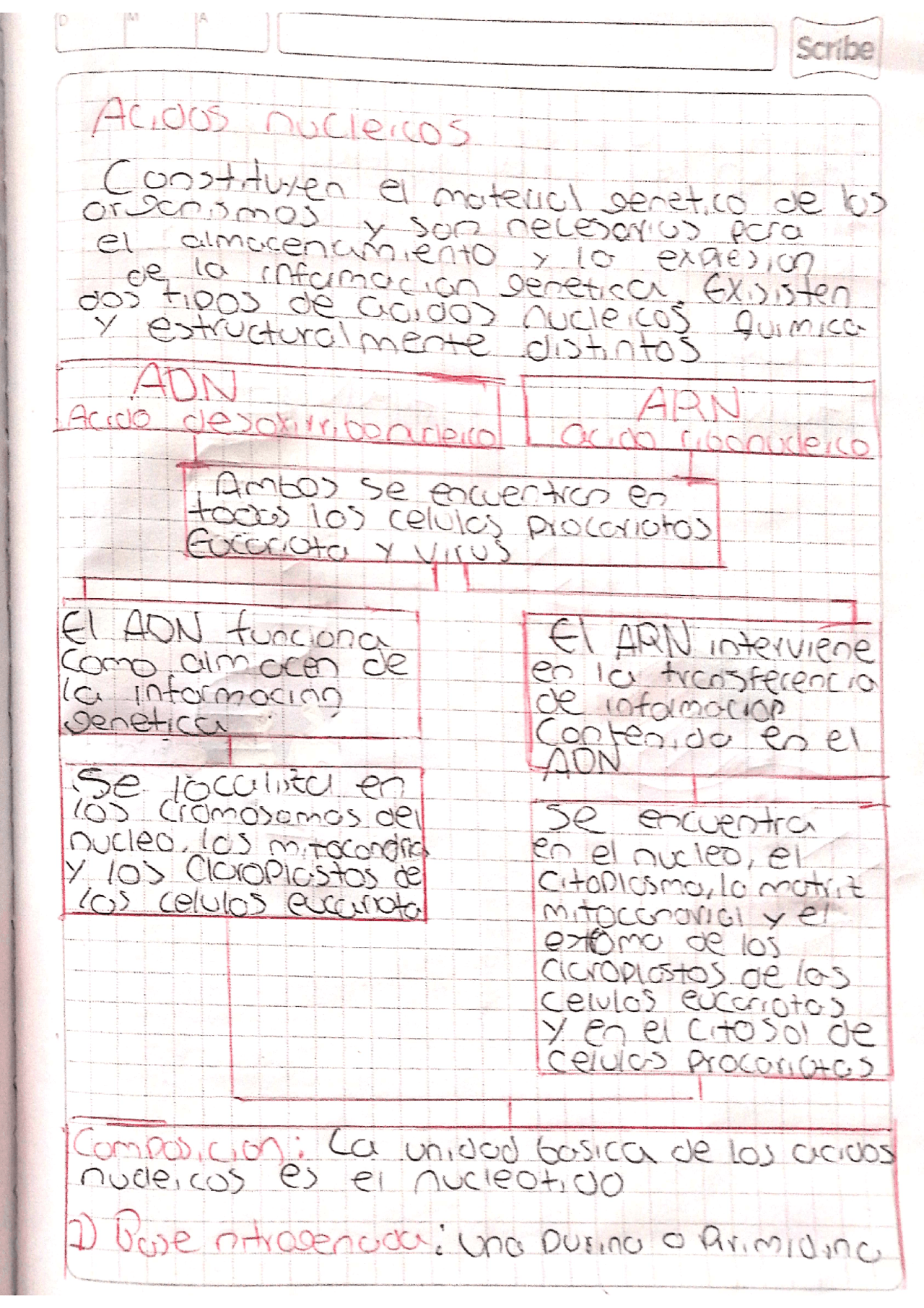 ADN y ARN humano grado noveno - Docsity
