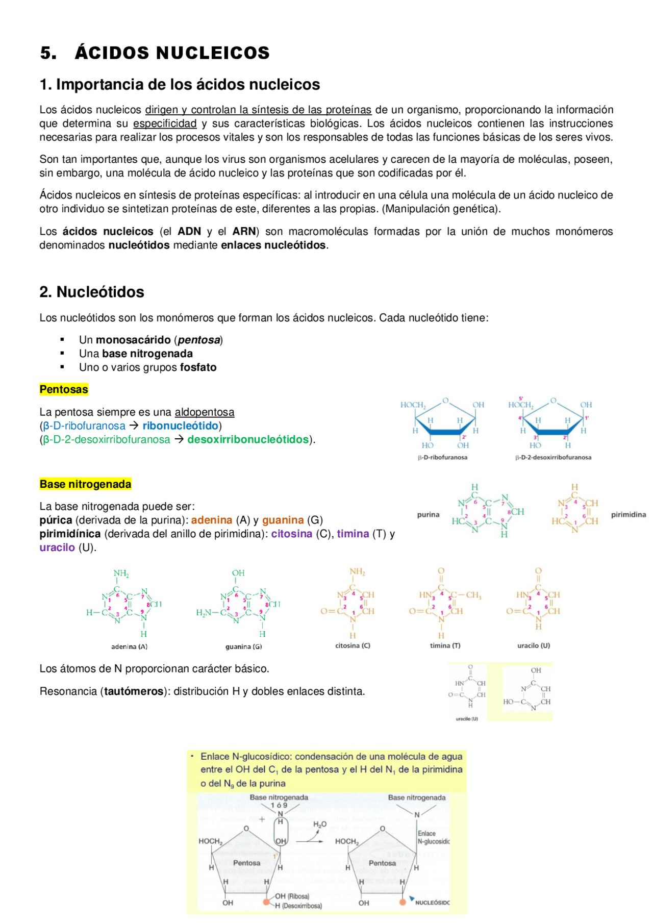 Apuntes Ácidos Nucleicos Evau Docsity