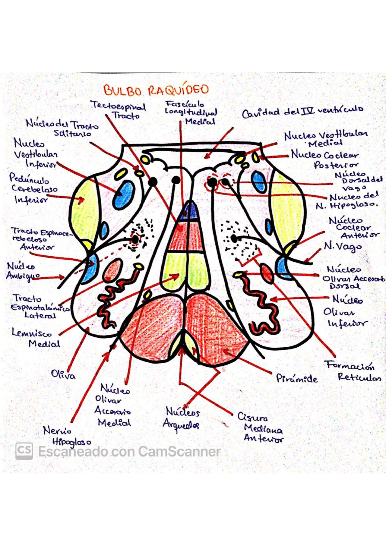 Dibujos Anatomia Tronco Enc Docsity