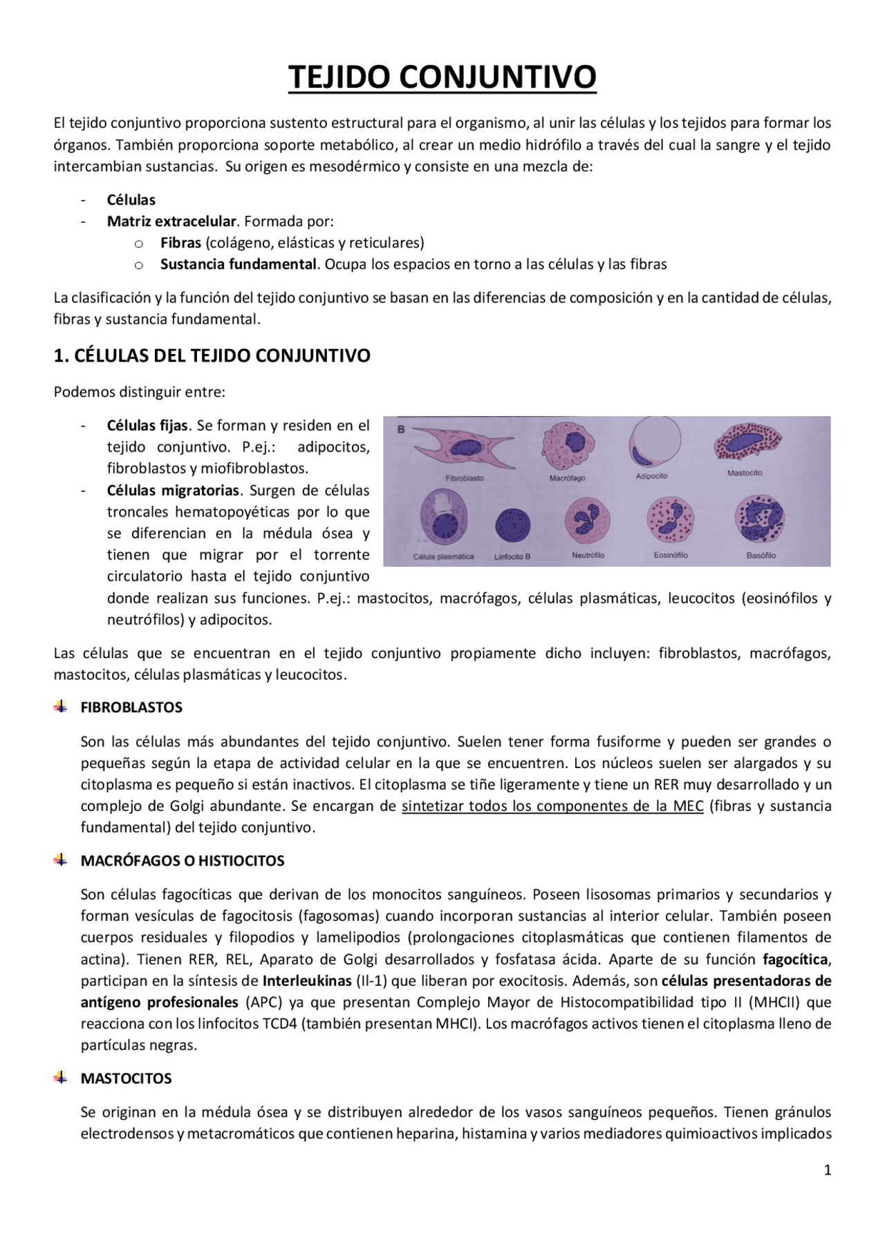 TEJIDO CONJUNTIVO. NUTRICIÓN UAM. PROFESOR REGADERA - Docsity