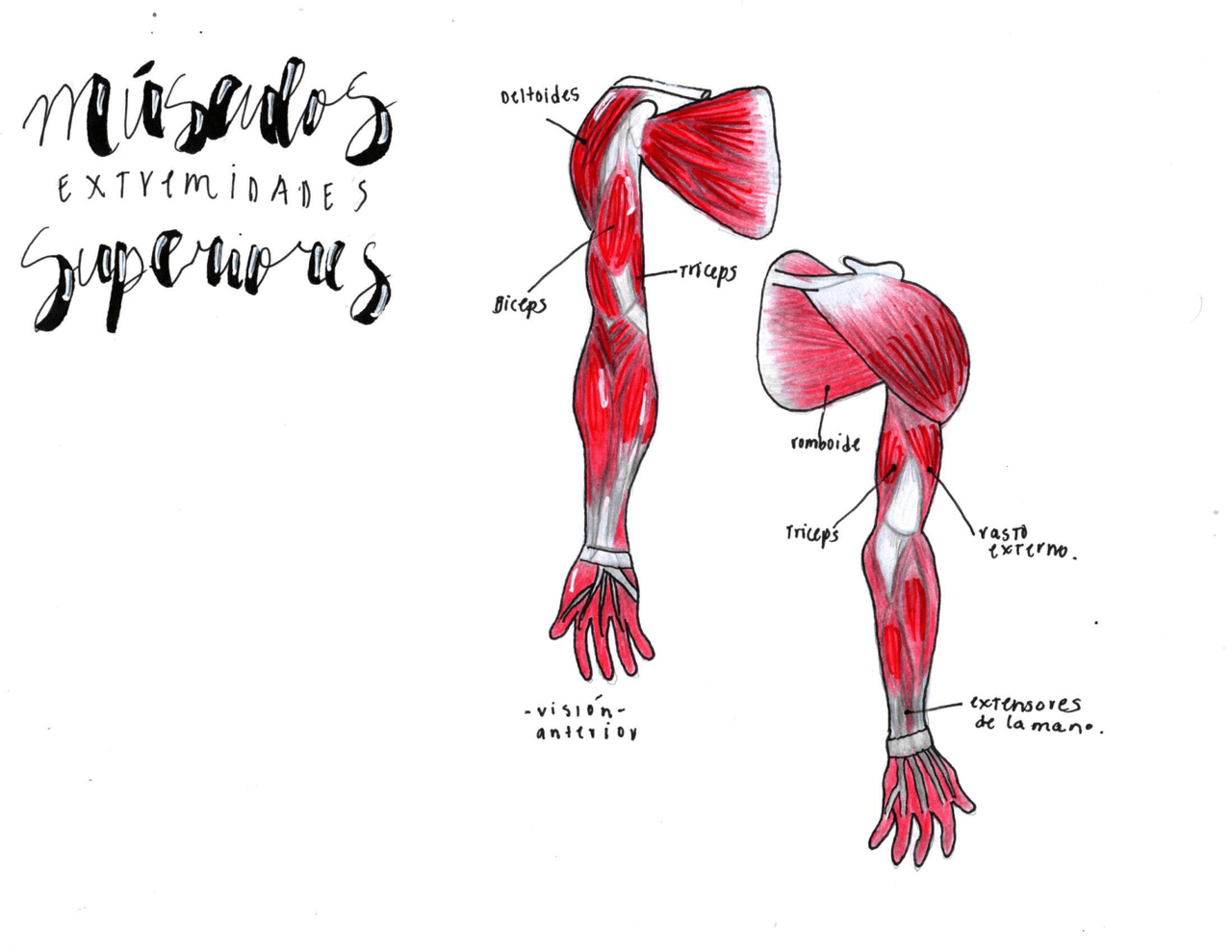 MUSCULOS DEL MIEMBRO SUPERIOR | Tesis de Anatomía | Docsity