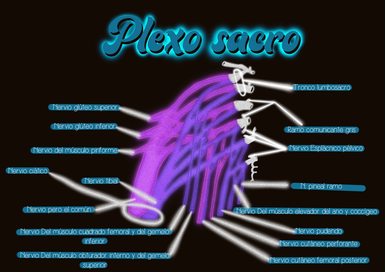 Dibujo digital del Plexo sacro con todos sus nervios | Apuntes de ...