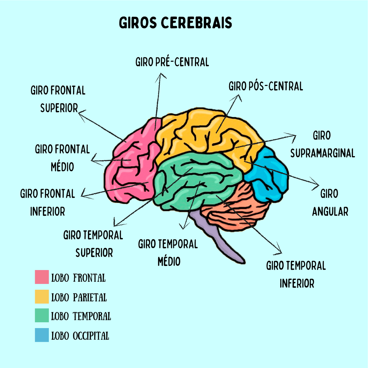 Giro Angular Del Cerebro