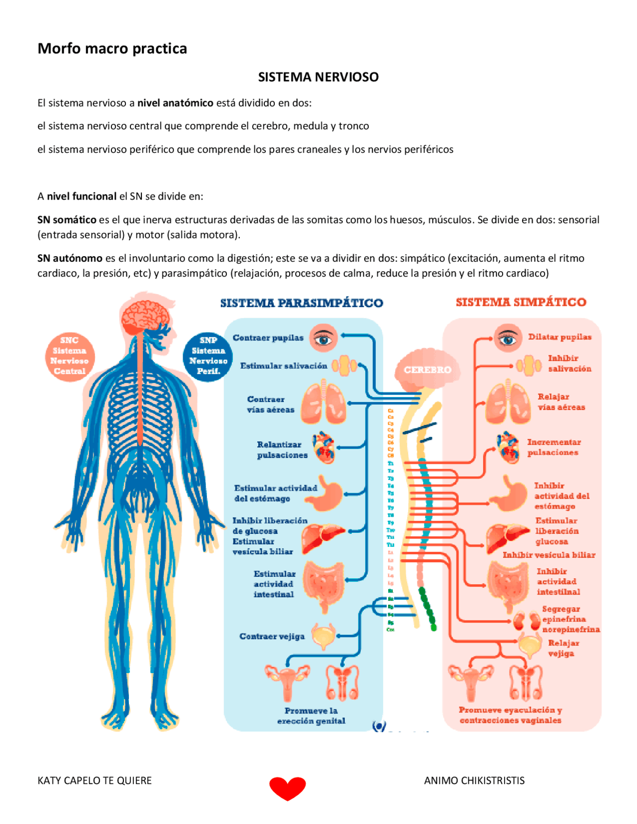 Anatomia macro 2020-2021 - Docsity