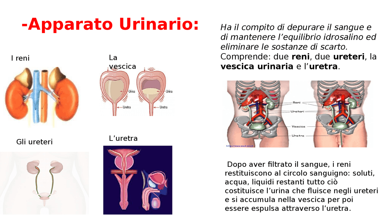 L’ANATOMIA DEL NEFRONE: IL TUBULO RENALE - Docsity