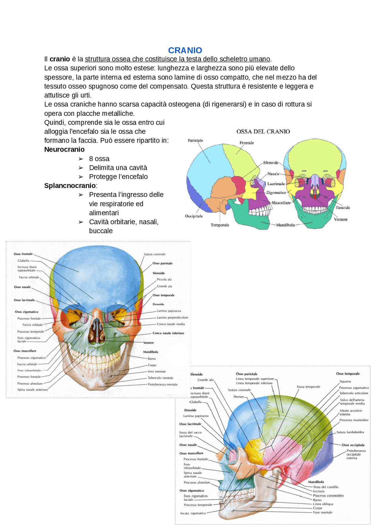 Anatomia cranio + tessuti - Docsity