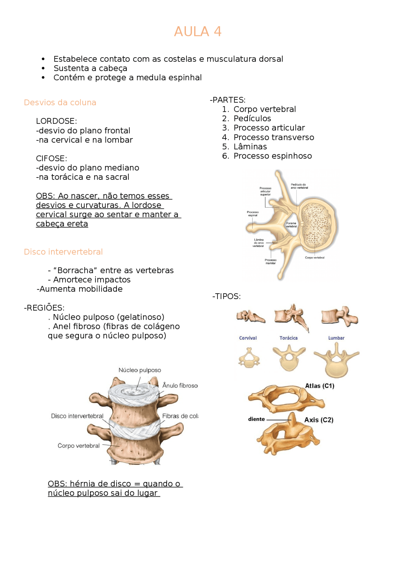 Ossos coluna vertebral - Docsity