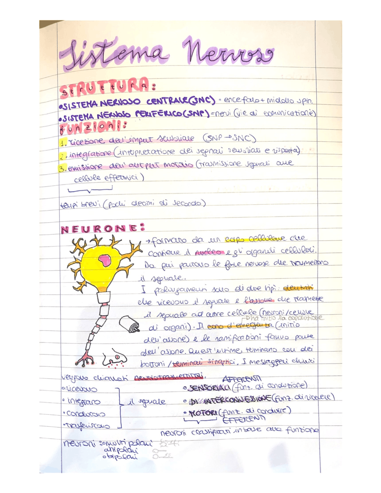 Appunti Sistema Nervoso Appunti Di Scienze Umane Docsity