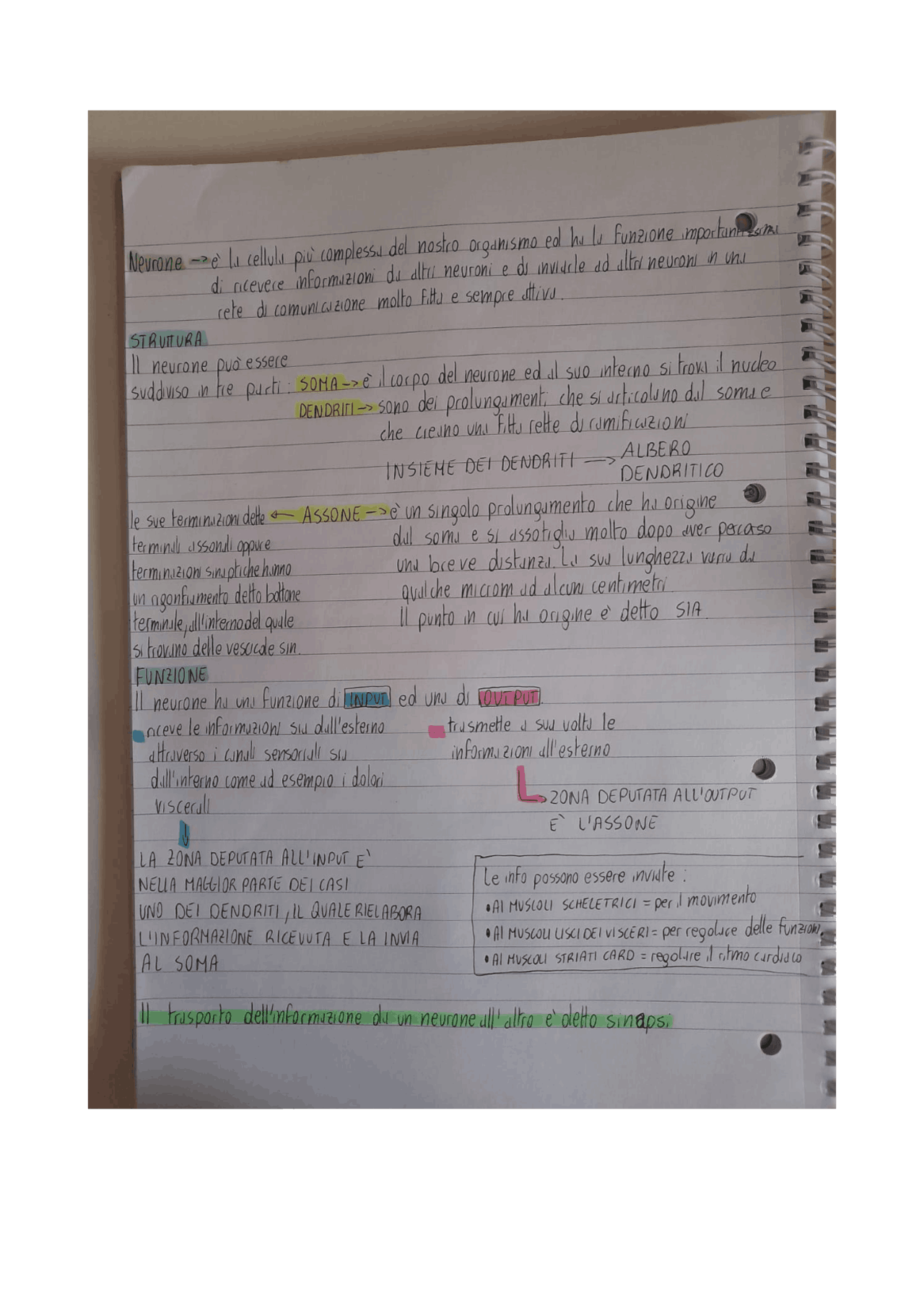Il Sistema Nervoso Docsity