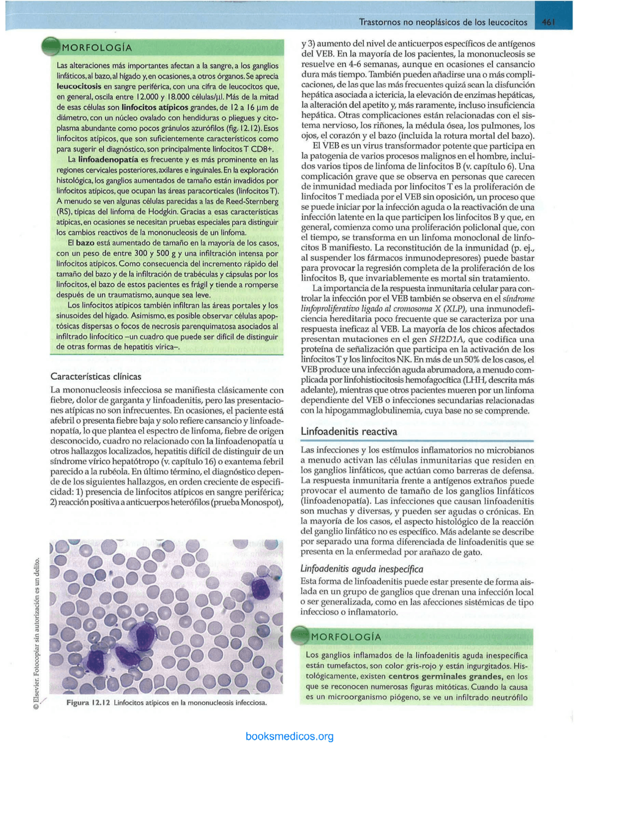 Linfadenitis cap, patología de Robbins - Docsity