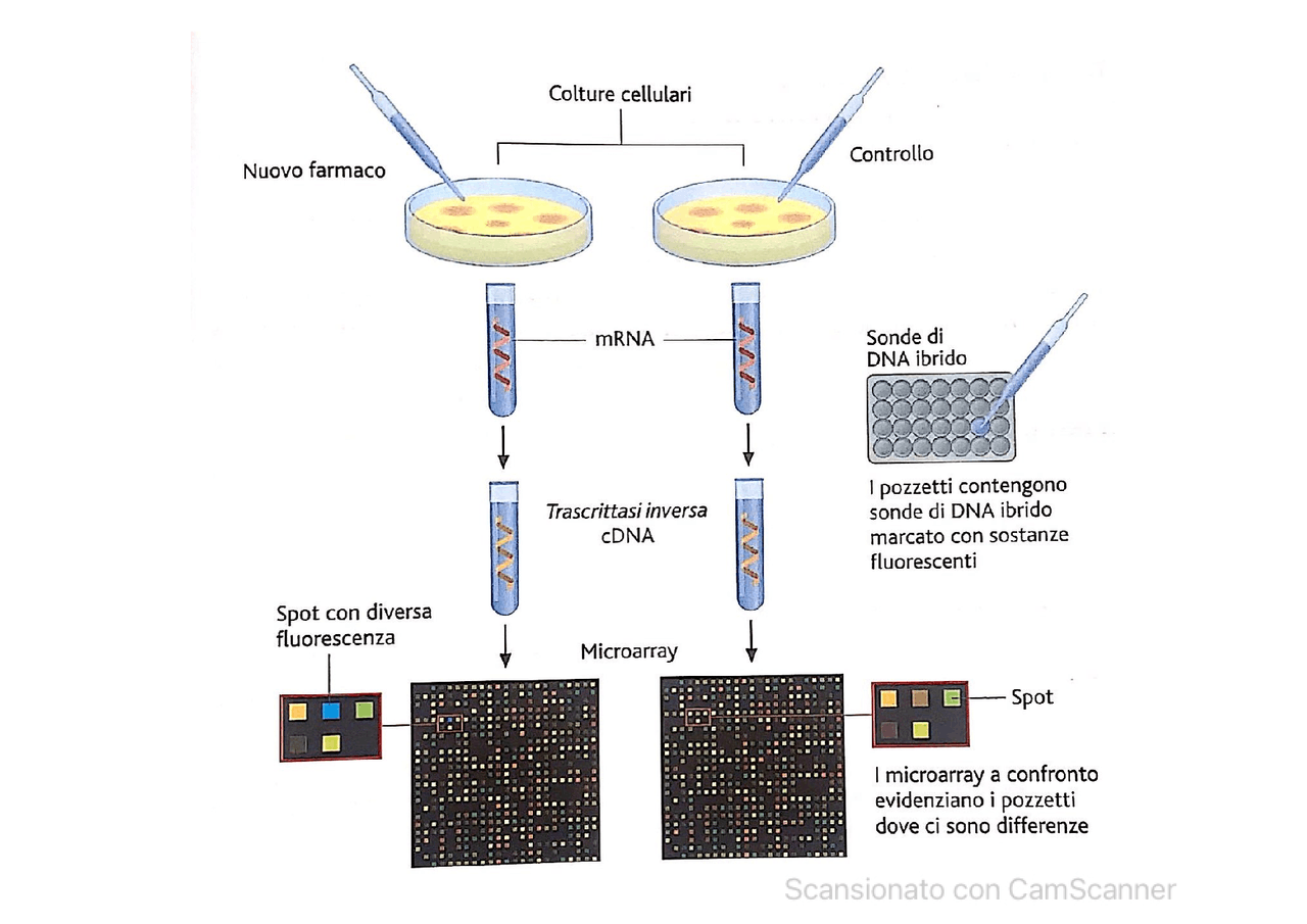 Scienze Biotecnologie Docsity