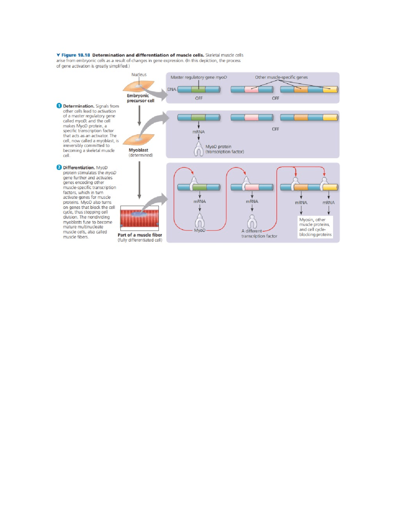 Quick and Concise Notes for Biology - Docsity