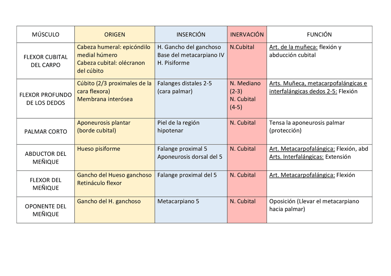 Tablas Músculos Anatomía Apuntes De Anatomía Docsity
