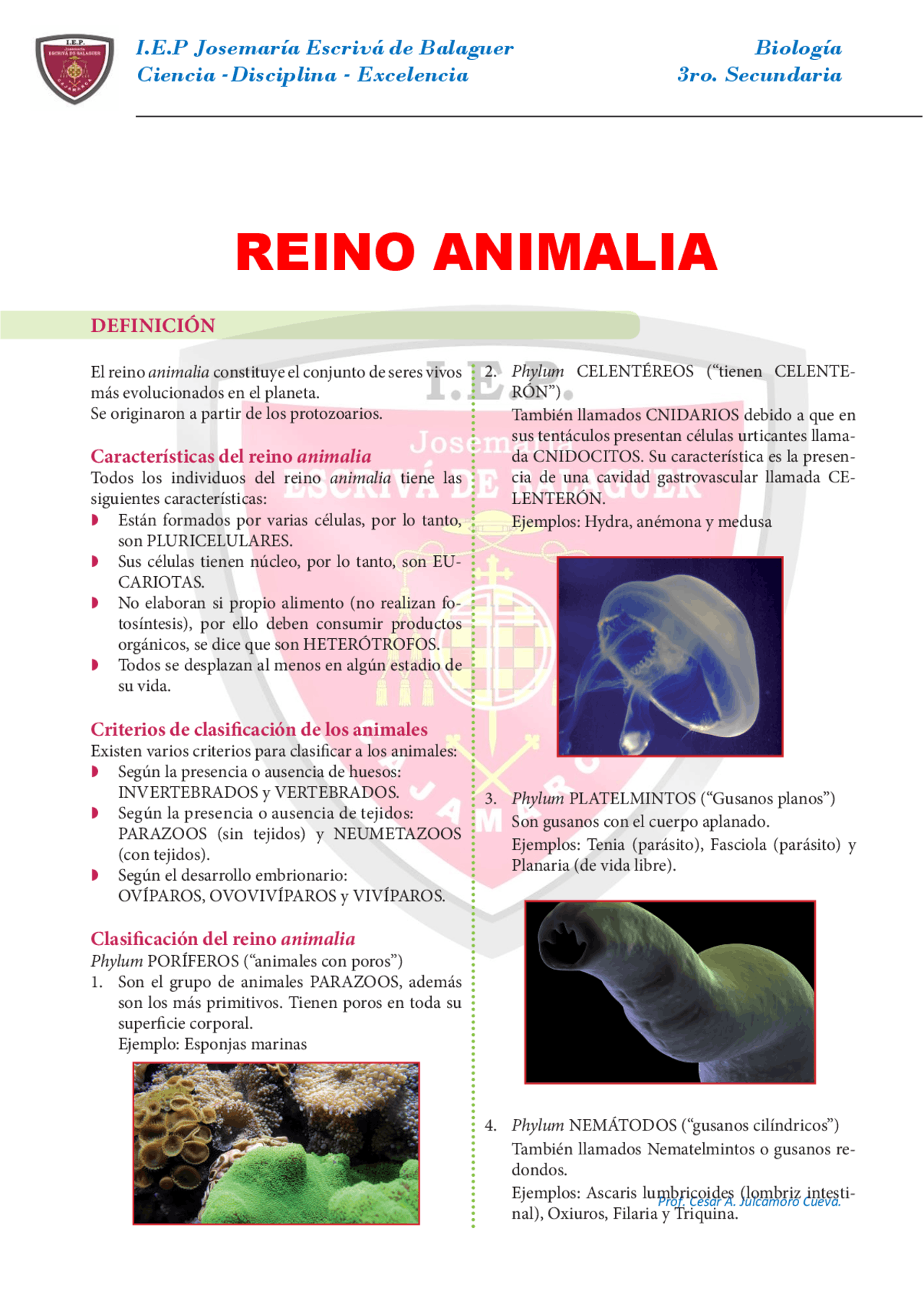 Clase de Reino Animalia | Apuntes de Biología | Docsity