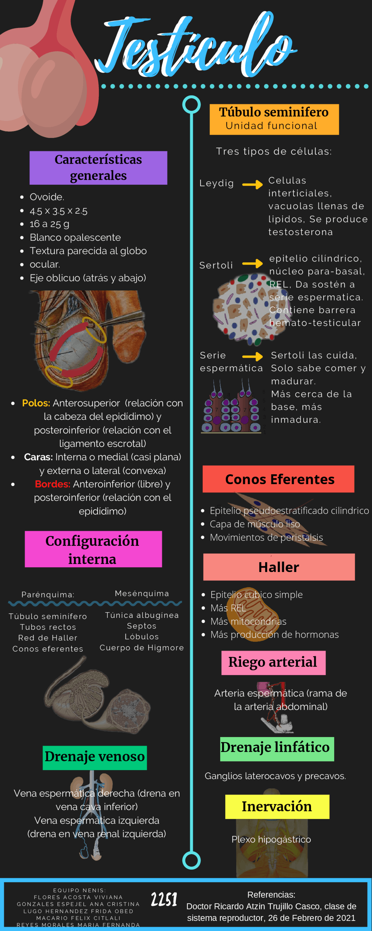 Testiculo Y Sus Caracteristicas Generales Docsity