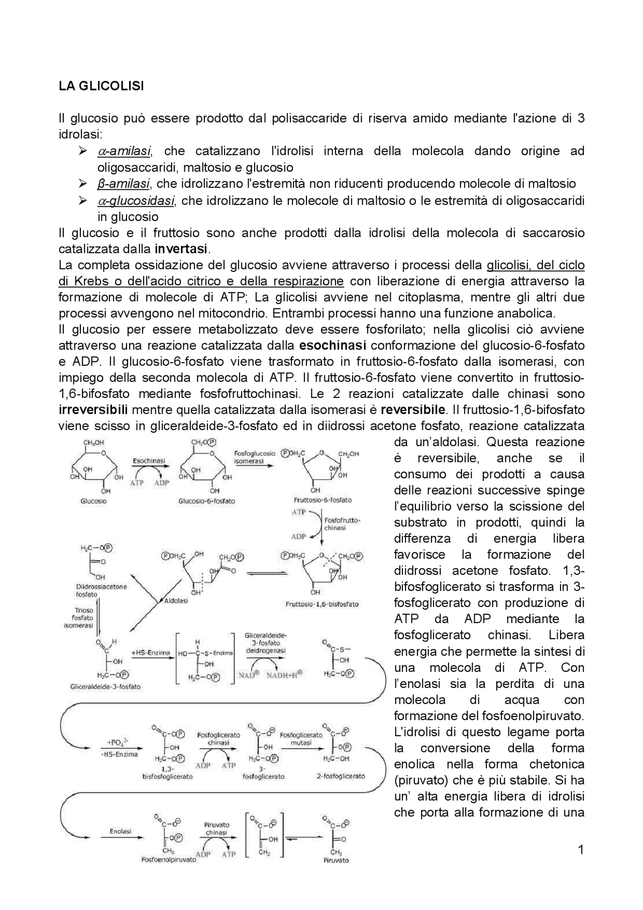 LA GLICOLISI - appunti del corso di viticoltura ed enologia ma perfetti ...