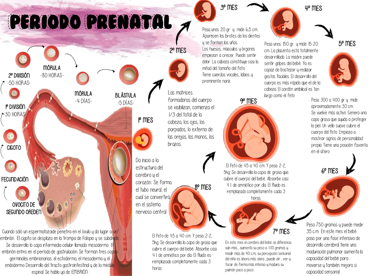 LINEA DE TIEMPO DEL PERIODO PRENATAL | Esquemas y mapas conceptuales de ...