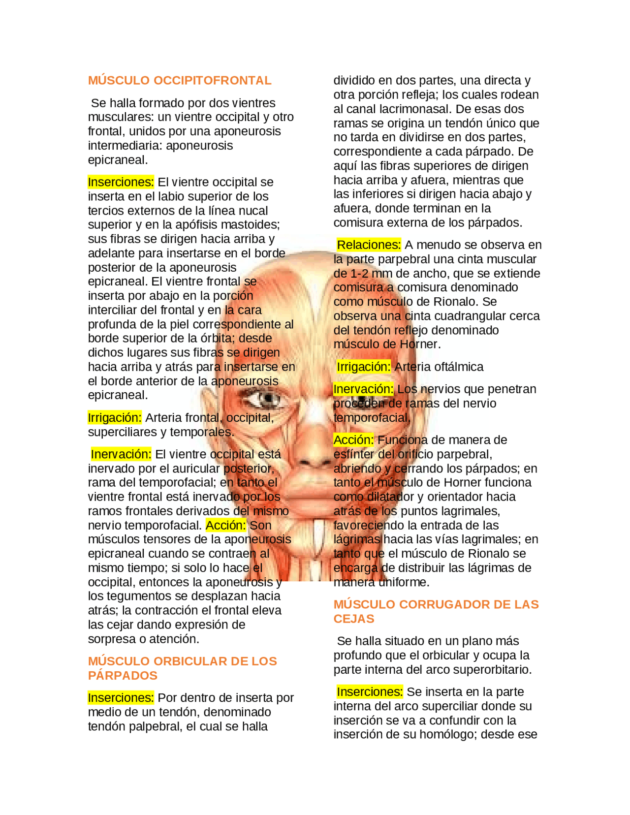 Musculo occipitofrontal - Docsity