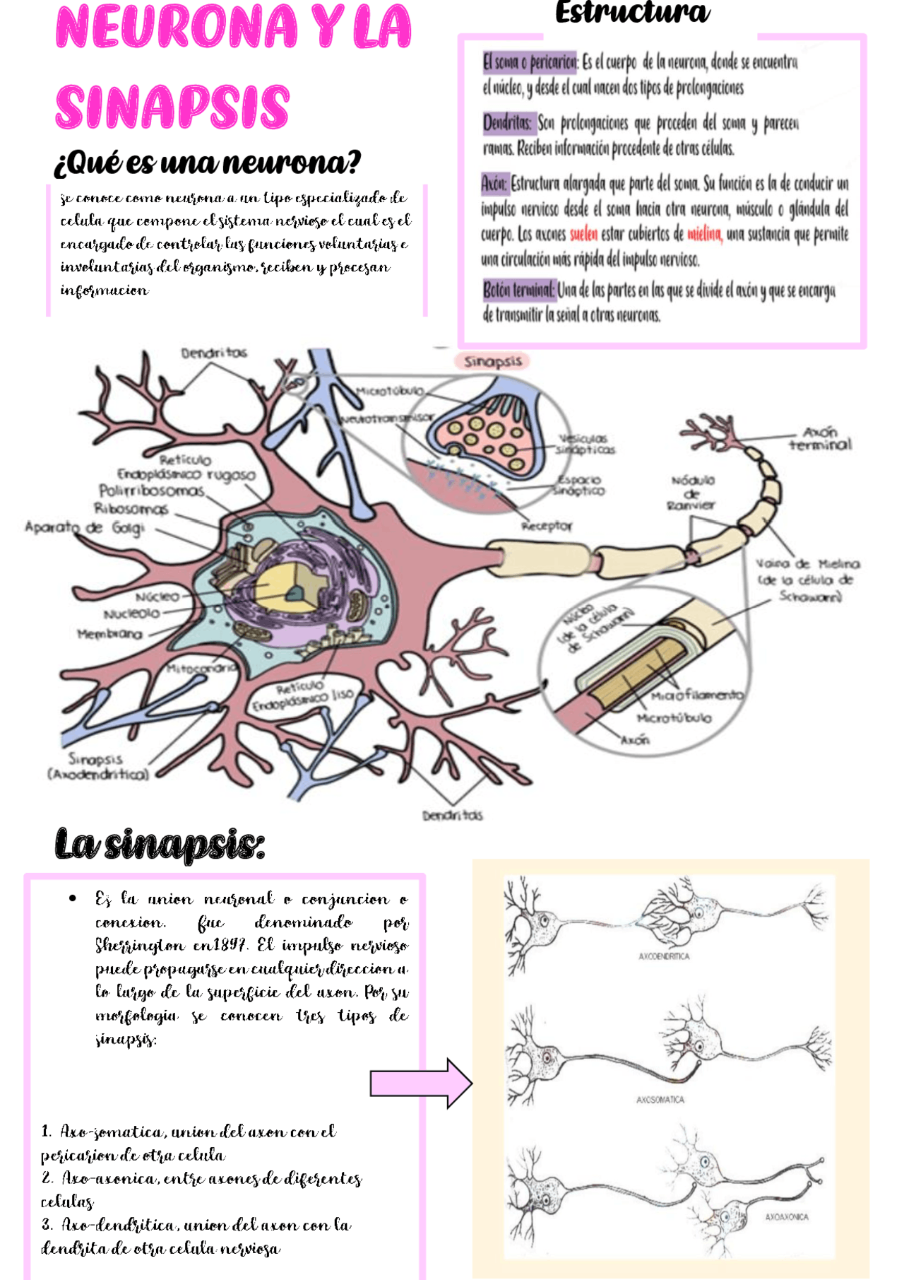 Neurona y Sinapsis : estructura , sinapsis y concepto | Apuntes de ...