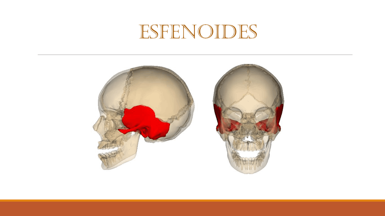 Anatomia y esfenoides | Diapositivas de Anatomía Dental | Docsity