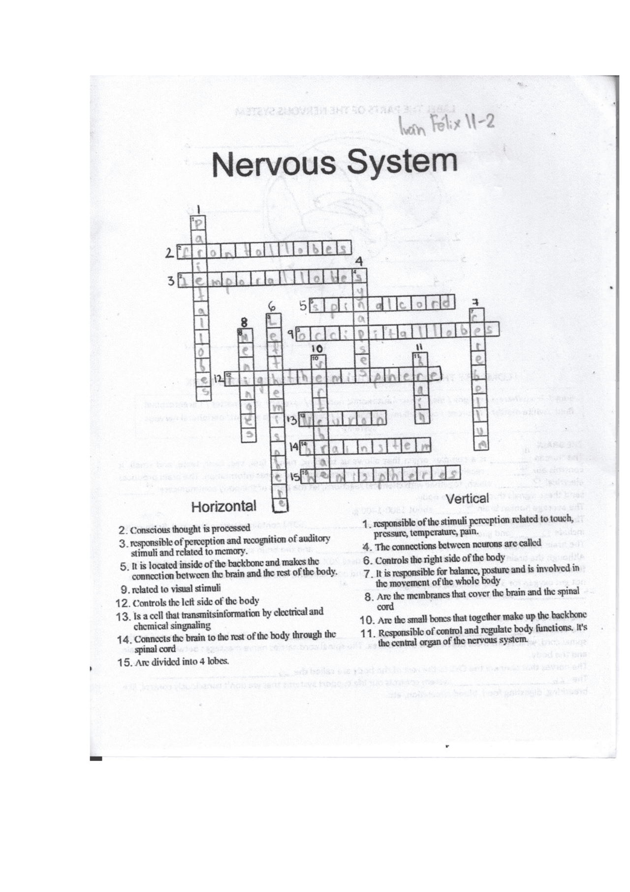 Nervous system and its anatomy - Docsity