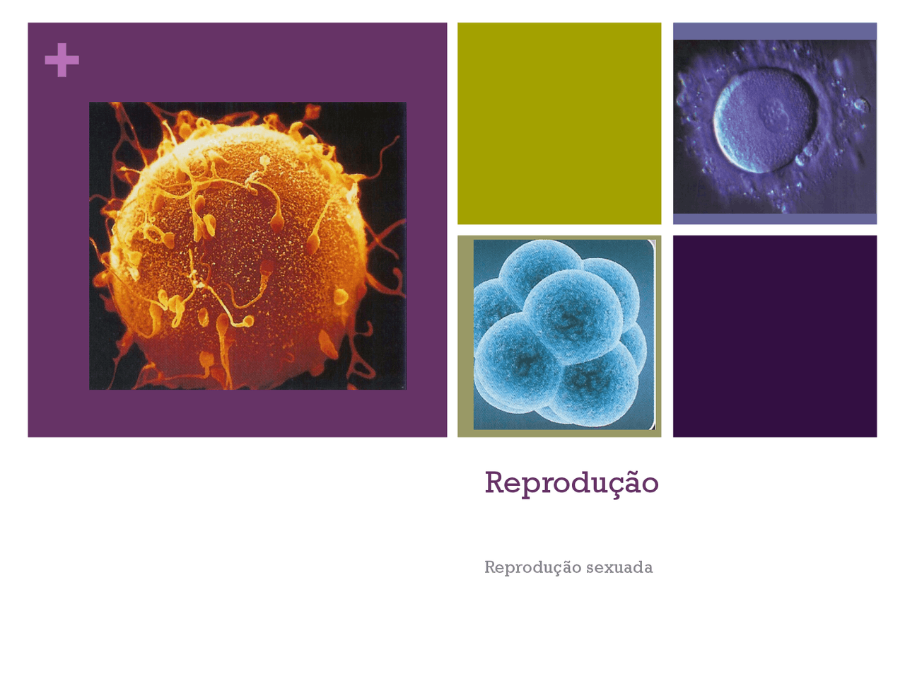 Biologia biologiabiologiabiologiabiologia - Docsity