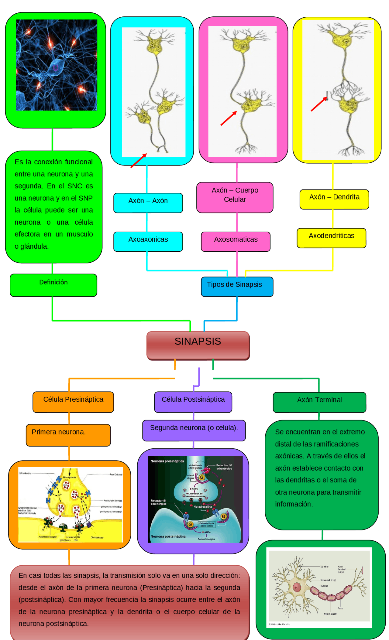 MAPA CONCEPTUALL DE GUYTON CAP 46 DE SINAPSIS - Docsity