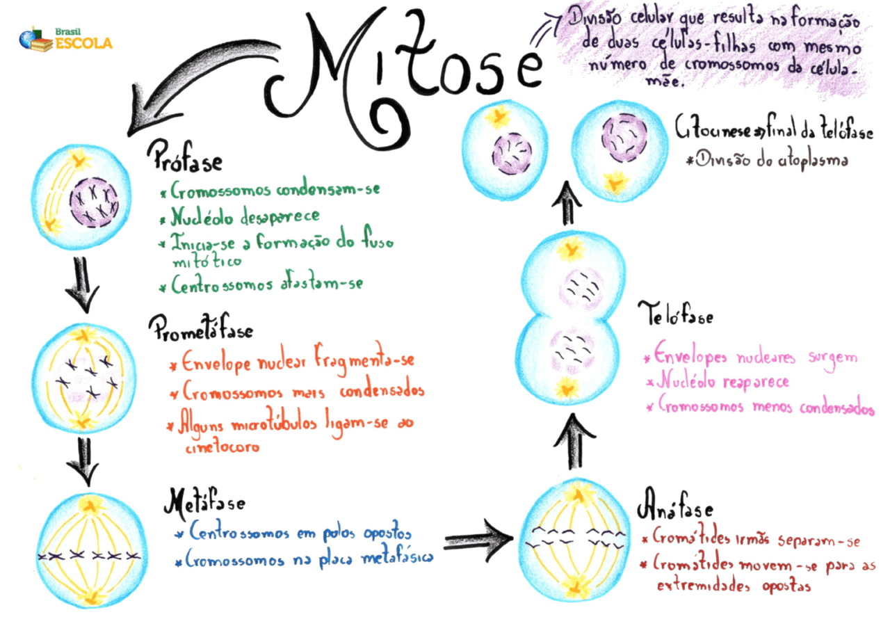 Descubra O Que é Mitose Docsity