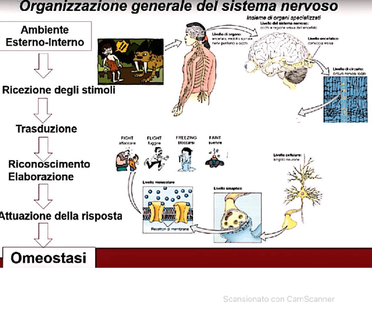 Sistema Nervoso schema | Appunti di Scienze Umane | Docsity