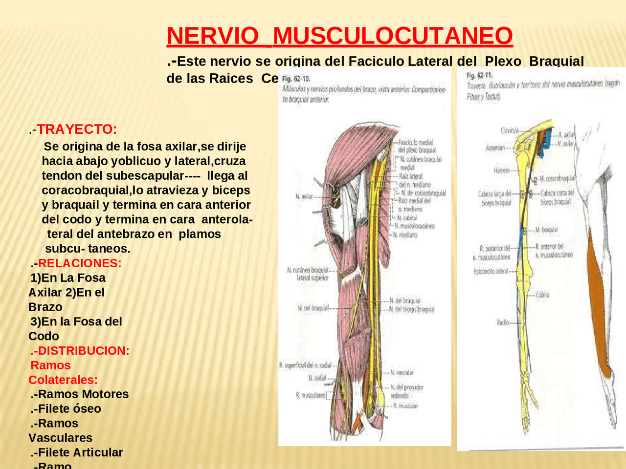 Inervación del miembro superior | Diapositivas de Anatomía - Docsity