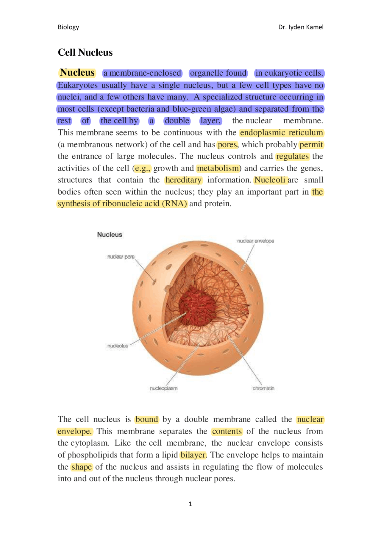 Cell Nucleus and divide - Docsity