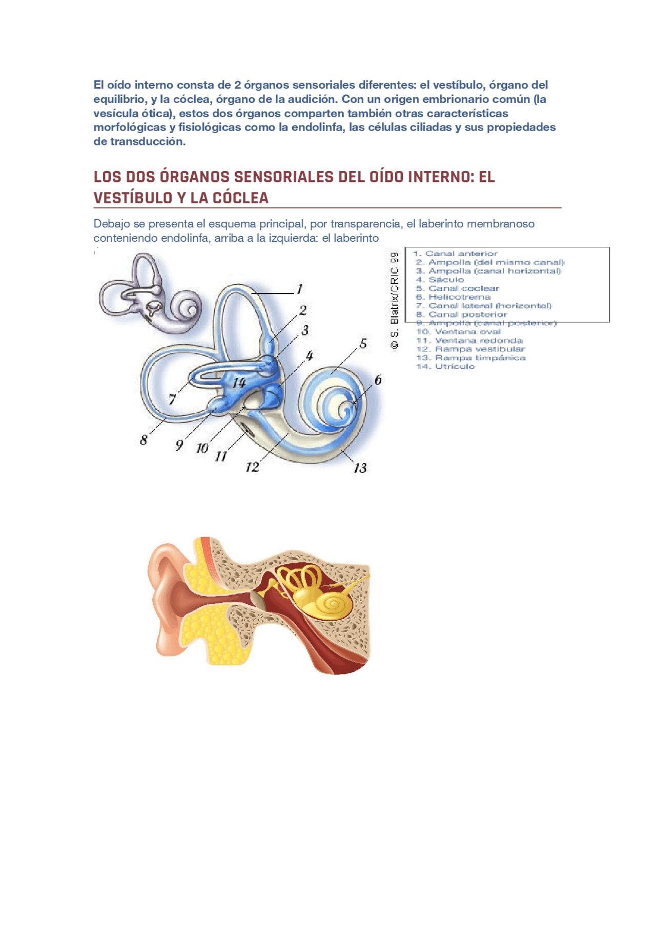 Apuntes Sobre El Oído Interno Docsity