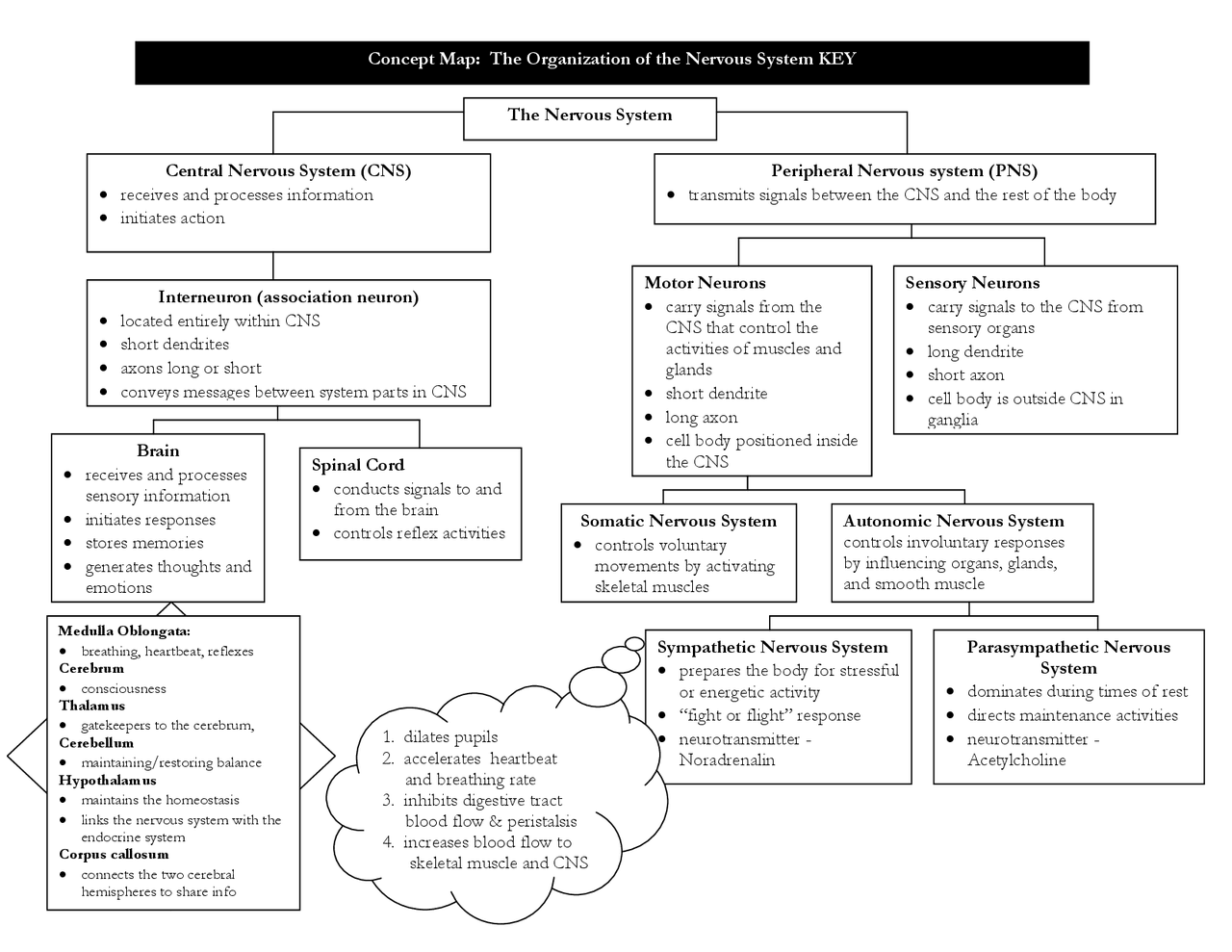 Nervous System Concept Map Key Martyrtrust
