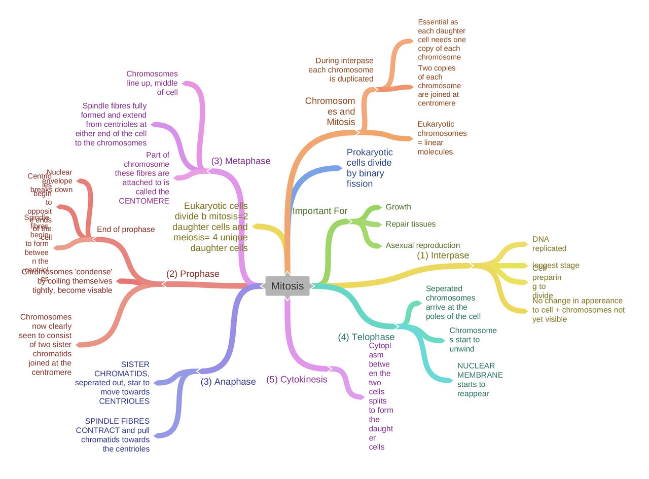 Mitosis Cell Division Phases Concept Map Docsity Mitosis Cell Division Phases Concept Map Docsity