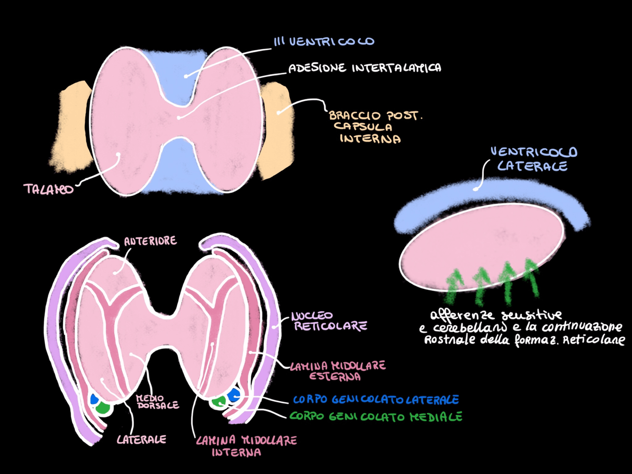 Talamo (struttura e funzioni) - Docsity