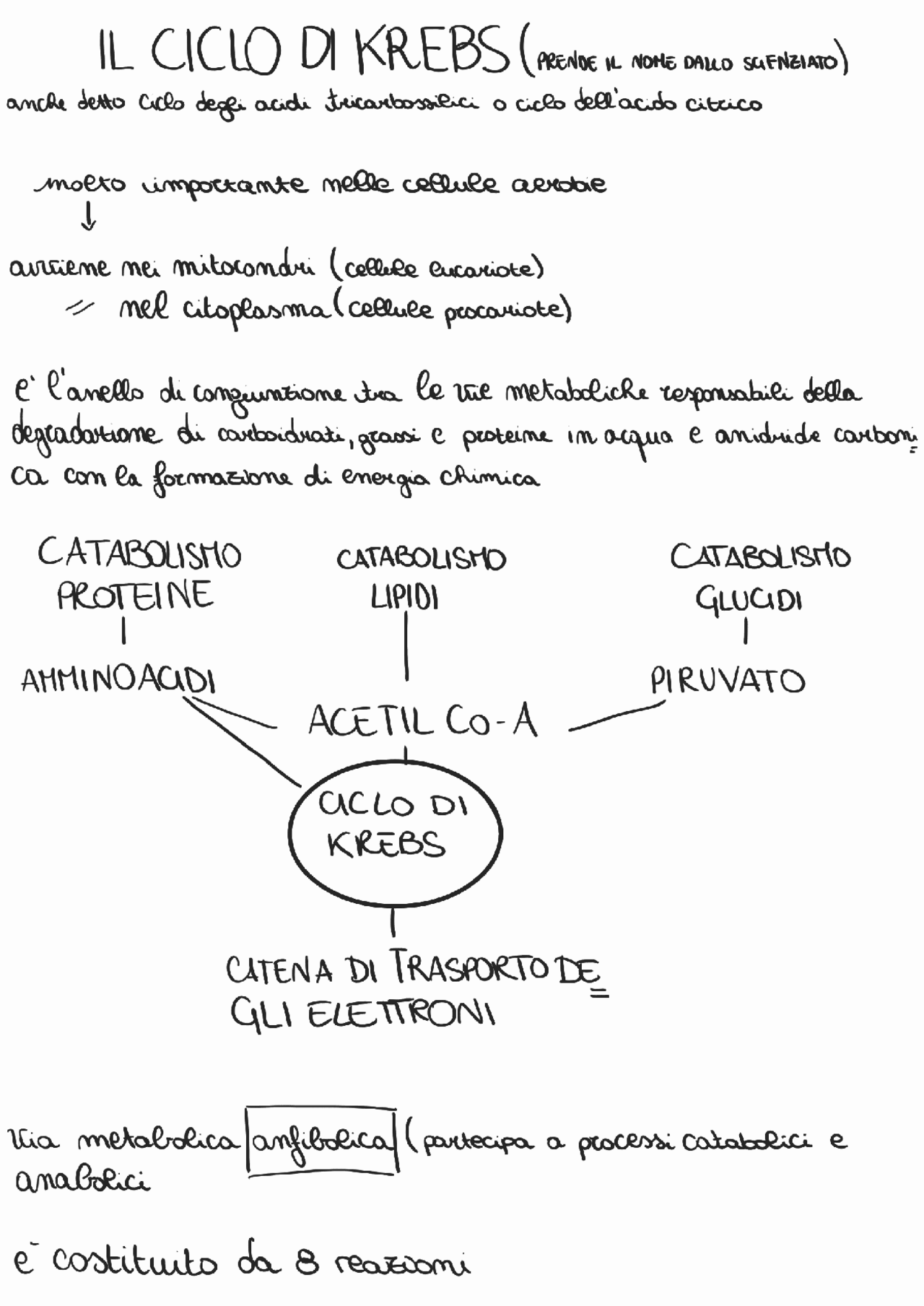 Appunti Sul Ciclo Krebs Docsity