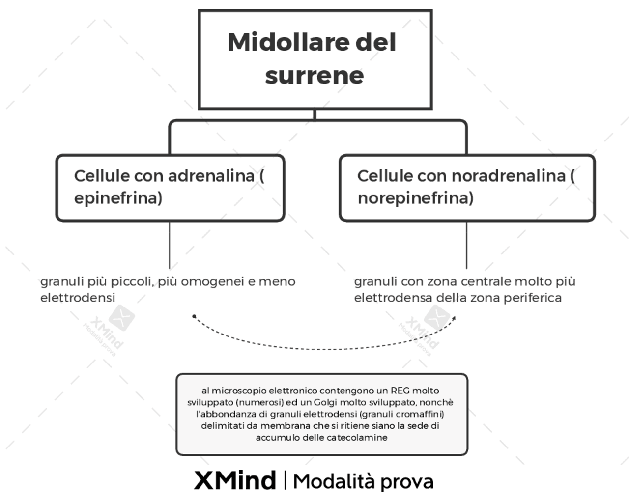 Midollare del surrene - Docsity