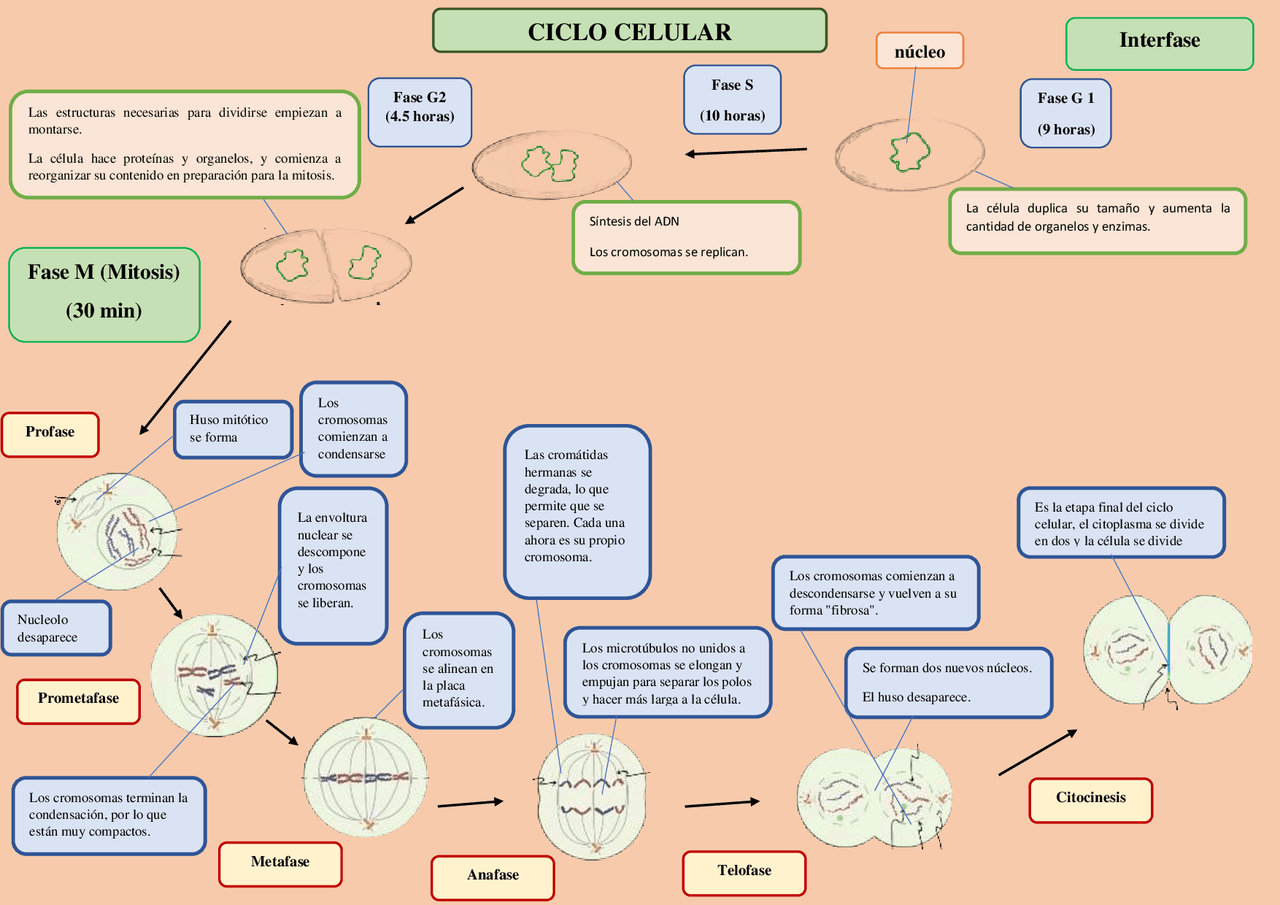 Infografía Ciclo Celular Docsity